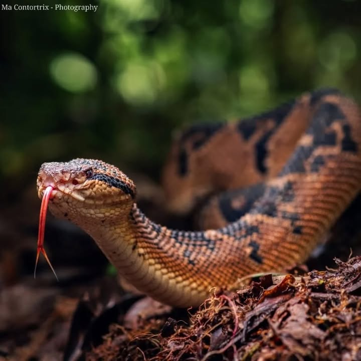 Loreto concreta su primera exportación de veneno de shushupe con apoyo ...
